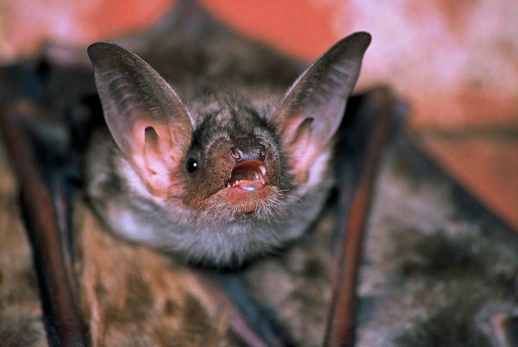 Nietoperze – czego o nich jeszcze nie wiesz? - Ansee Consulting